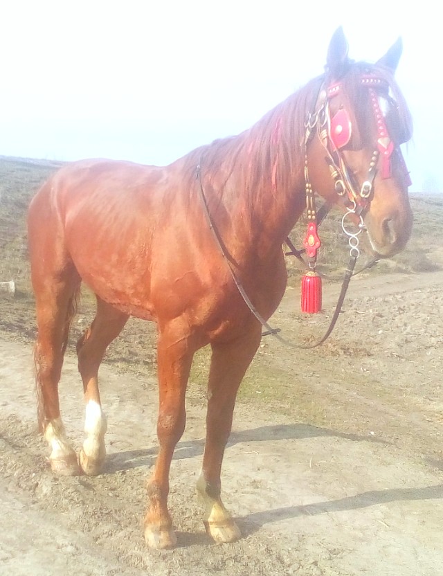 Blog - DE VÂNZARE: CAL DE SPORT ROMÂNESC | Equitana